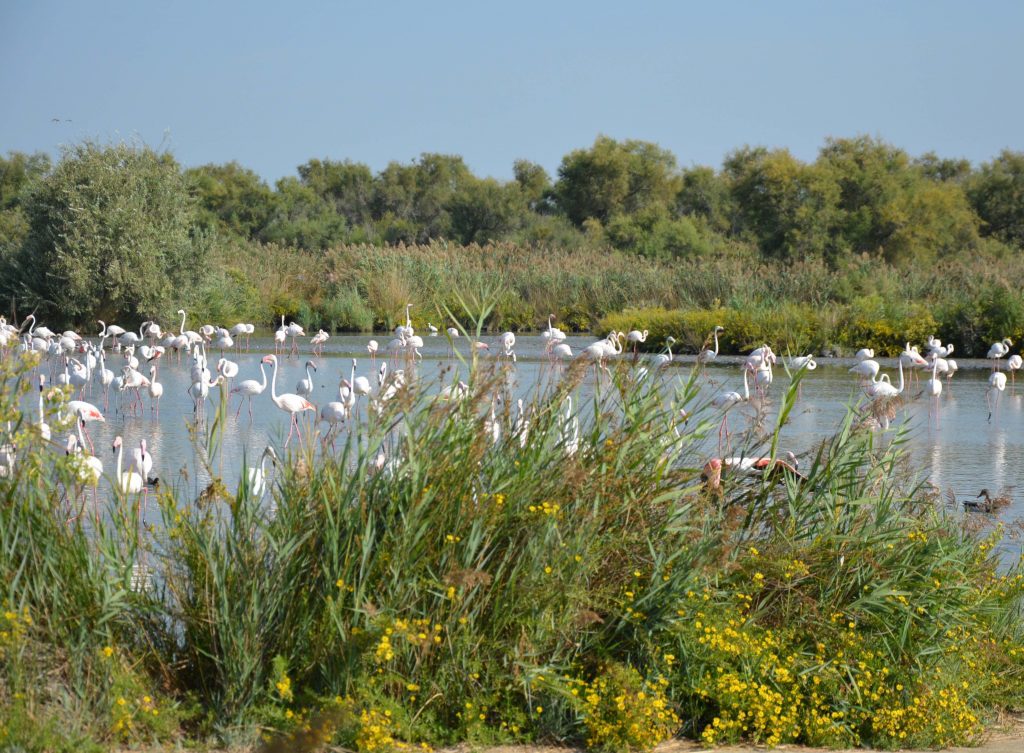 The Camargue - Cécile's Blog